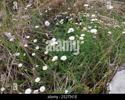 Purple Burr-daisy (Calotis cuneifolia Stock Photo - Alamy