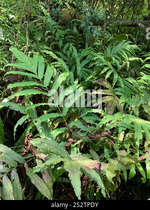 incised halberd fern (Tectaria incisa) Plantae Stock Photo - Alamy