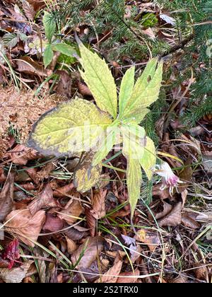 whorled wood aster (Oclemena acuminata Stock Photo - Alamy