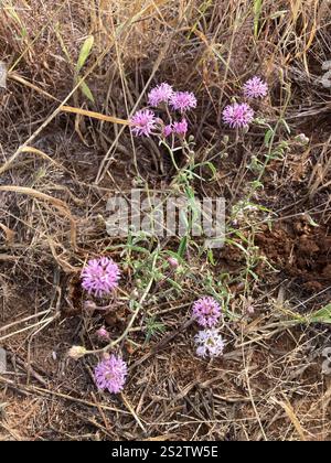 Texas palafox (Palafoxia texana Stock Photo - Alamy