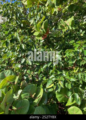 Poisonwood (Metopium toxiferum Stock Photo - Alamy