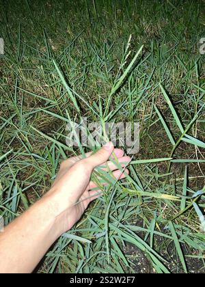 Torpedo grass (Panicum repens Stock Photo - Alamy