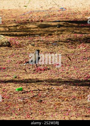 Karoo Scrub-Robin (Tychaedon coryphoeus Stock Photo - Alamy