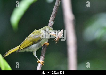 Plain Sunbird (Anthreptes simplex Stock Photo - Alamy