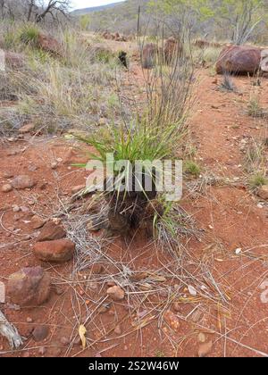 Monkeys Tail (Xerophyta retinervis Stock Photo - Alamy