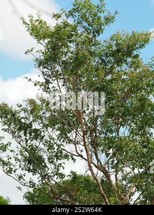 Subcostate Crape Myrtle (Lagerstroemia subcostata Stock Photo - Alamy