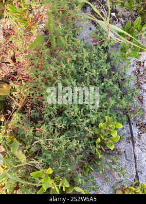 Southern Seaside Spurge (Euphorbia bombensis), Plantae, 6503 N Ocean Dr ...