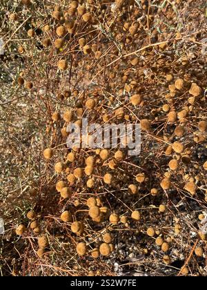 stinknet (Oncosiphon pilulifer Stock Photo - Alamy