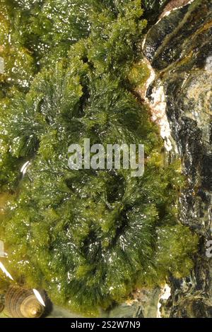 Green Rope, Acrosiphonia coalita, in Tongue Point Marine Life Sanctuary ...