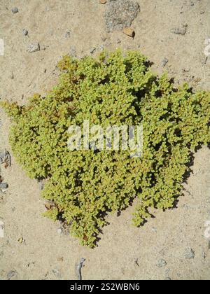 simple-leaved bean caper (Tetraena simplex Stock Photo - Alamy
