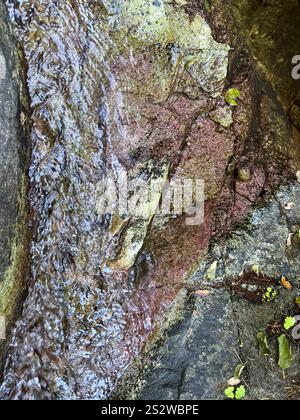 purple sulfur bacteria (Chromatiales Stock Photo - Alamy