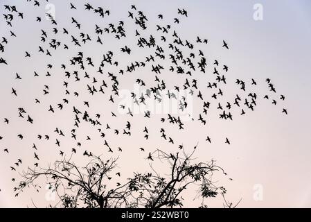 A parakeet flock, looking for a place to sleep. Afternoon at Leticia ...