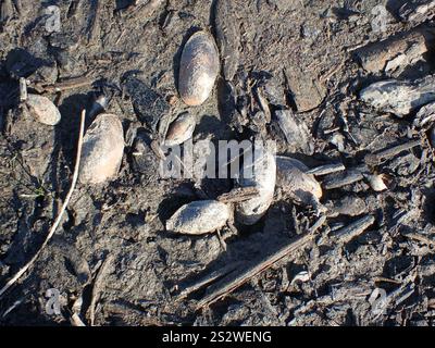 Western Floater (Anodonta kennerlyi Stock Photo - Alamy