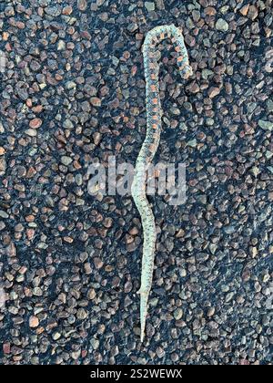 Long-nosed Snake (Rhinocheilus lecontei Stock Photo - Alamy