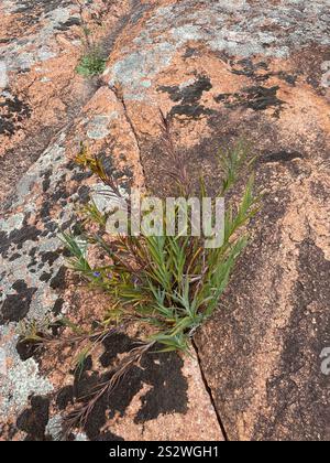 nodding blue lily (Stypandra glauca Stock Photo - Alamy