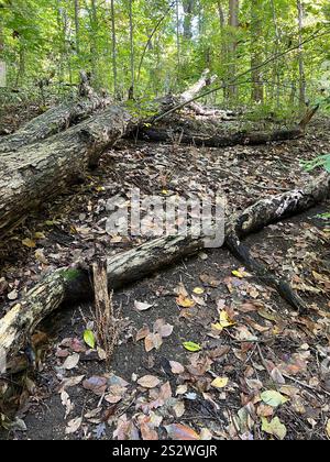 Beechdrops (Epifagus virginiana Stock Photo - Alamy
