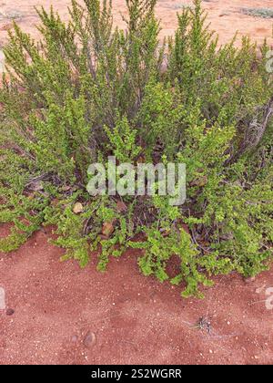 Resurrection Plant (Myrothamnus flabellifolius Stock Photo - Alamy