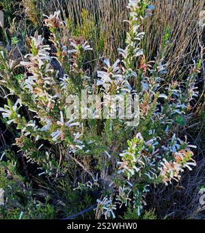Erica Perspicua Prince Of Wales Heath Mountain Fynbos Ericaceae South ...