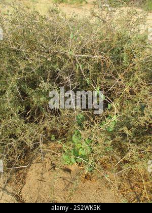 Trellis Vine (Pergularia daemia daemia Stock Photo - Alamy