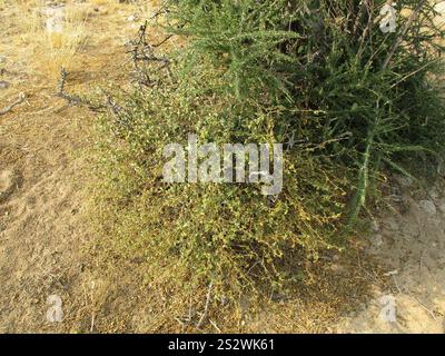 Horrid Snake-apple (Solanum capense Stock Photo - Alamy