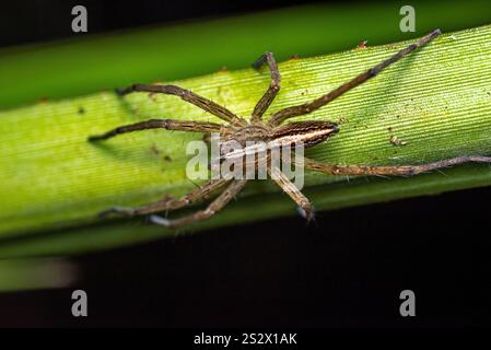 A spider at the Amazonas jungle night. Mocagua, Puerto Nariño, Amazonas ...