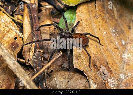 A spider at the Amazonas jungle night. Mocagua, Puerto Nariño, Amazonas ...