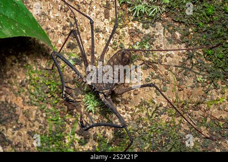 A spider at the Amazonas jungle night. Mocagua, Puerto Nariño, Amazonas ...