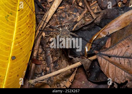 A spider at the Amazonas jungle night. Mocagua, Puerto Nariño, Amazonas ...