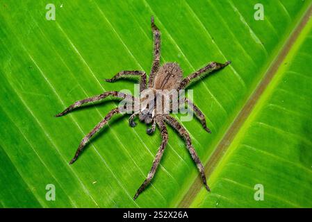 A spider at the Amazonas jungle night. Mocagua, Puerto Nariño, Amazonas ...