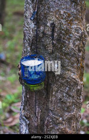 A close-up of a rubber tree with a cup attached to the bark, collecting ...