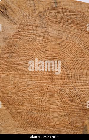 Detailed Tree Ring Texture for Forestry Concepts, Timber Industry and ...