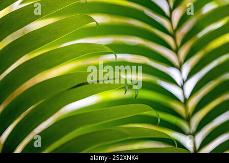 Palm leaf frond, backlit by sun, green tropical foliage, rainforest ...