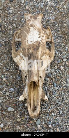 California Wild Boar/ Feral Pig Hybrid. The Spanish and Russians ...