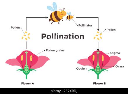 Flower parts diagram clipart design. Flower anatomy and infographic clip art with petals, stigma ...
