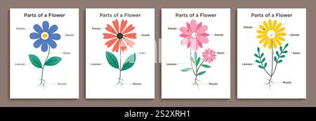 Flower parts diagram clipart design. Flower anatomy and infographic ...
