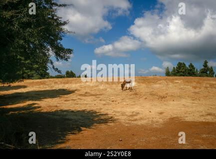 Skiny donkey under the sun at the fields a hot day Stock Photo - Alamy