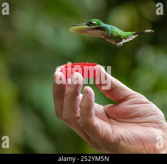 Hummingbird in flight, Mindo Cloud Forest, Ecuador Stock Photo - Alamy