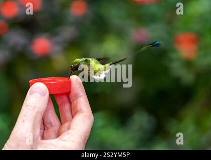 White-booted racket-tail himmingbird (Ocreatus underwoodii) feeding ...