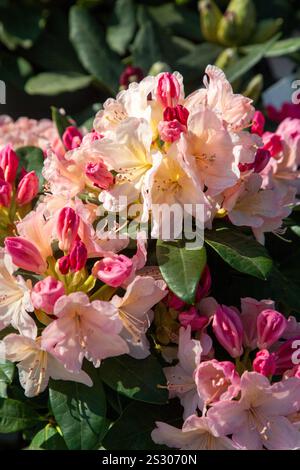 Azalea - Acelya is the name given to some plant species of the ...