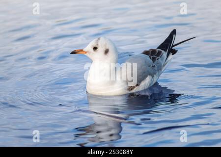 A Black-headed gull floating Stock Photo - Alamy