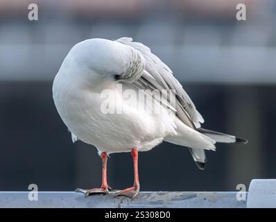 Seagull bending its head and preening its feathers at sunrise Stock ...