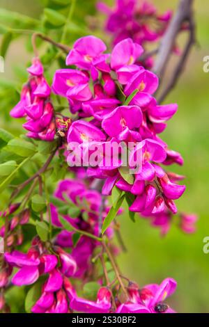 Pink colored acacia flower. Robinia hispida Stock Photo - Alamy