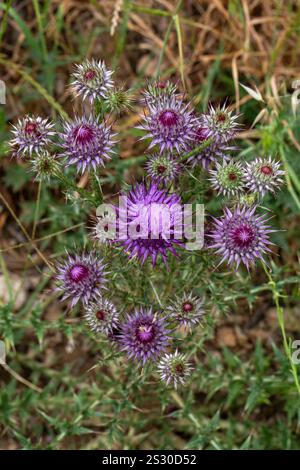 Bull Thistle (Cirsium vulgare), Plantae, Koszalin, Polska Stock Photo ...