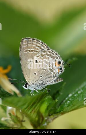 Luthrodes pandava, Plains Cupid, cycad blue butterfly Stock Photo - Alamy