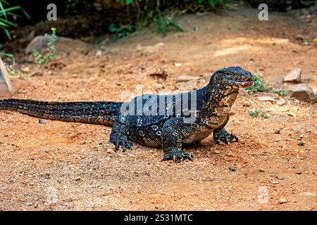 The water monitor waran in the wilderness of Sri Lanka Stock Photo - Alamy