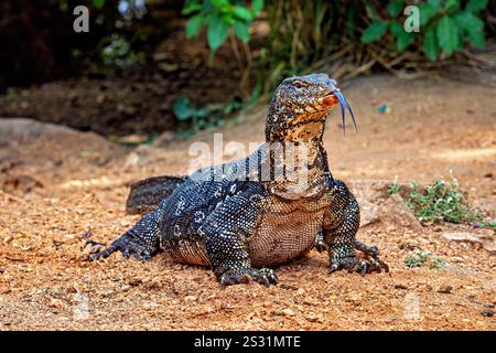 The water monitor waran in the wilderness of Sri Lanka Stock Photo - Alamy