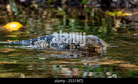 The water monitor waran in the wilderness of Sri Lanka Stock Photo - Alamy