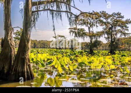 Vistas of the largest stand of bald cypress in the world Stock Photo ...