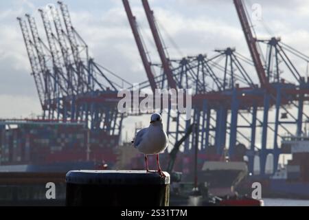 Möwe im Hamburger Hafen. *** Seagull in the port of Hamburg Stock Photo ...