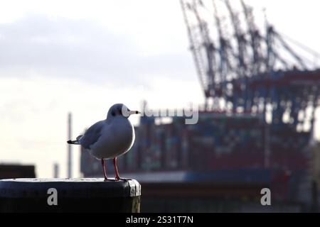 Möwe im Hafen in Hamburg, Deutschland, Europa - Seagull in the Port of ...